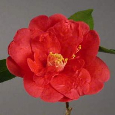 Henry Middleton | American Camellia Society