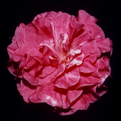 Ivan Mitchell | American Camellia Society