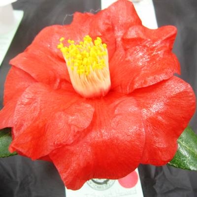 J. Stewart Howard | American Camellia Society