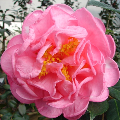 Janet Variegated | American Camellia Society