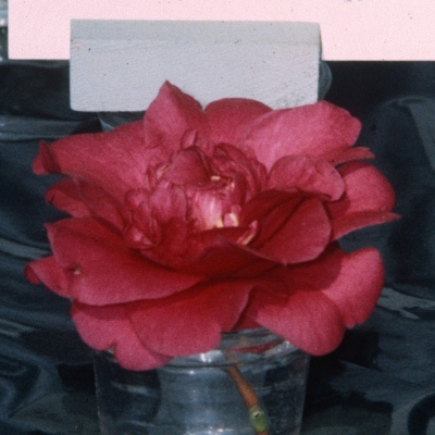 Jarvis Red | American Camellia Society
