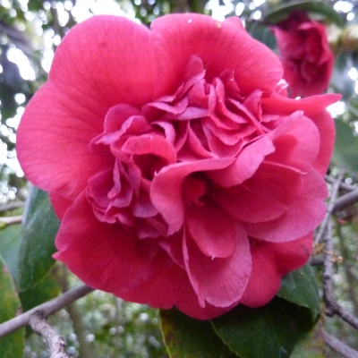 Jeffrey Hood | American Camellia Society