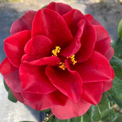 Jill Read | American Camellia Society