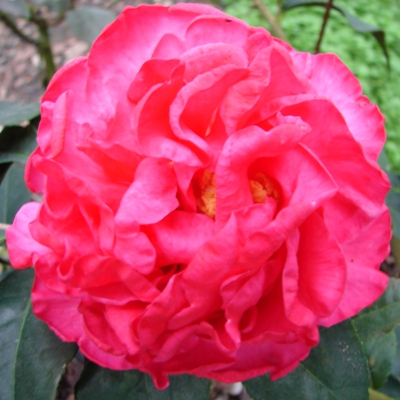 Jim Pinkerton | American Camellia Society