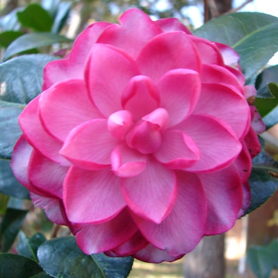 Joe Nuccio | American Camellia Society