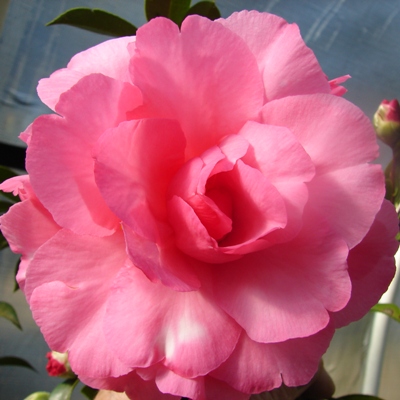 Jubilation Variegated | American Camellia Society