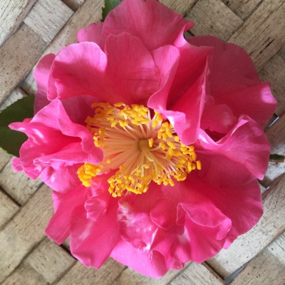 Junella Hardison | American Camellia Society