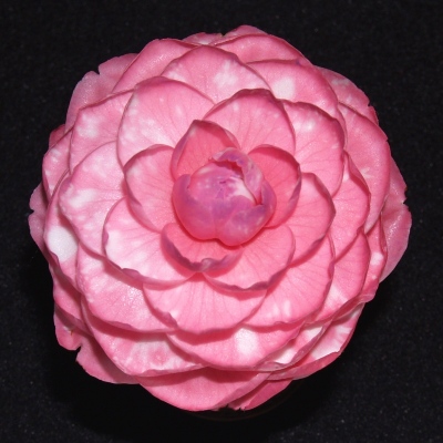 Just Darling | American Camellia Society