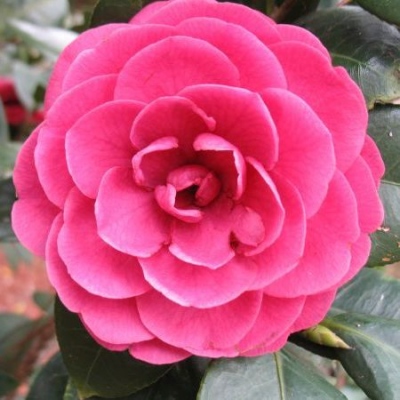 Katherine Nuccio | American Camellia Society