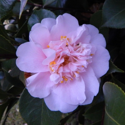 King's Ransom | American Camellia Society