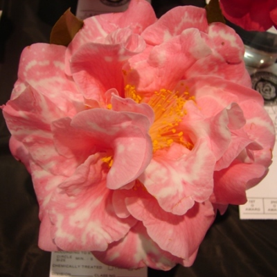 Lady Eva Variegated | American Camellia Society