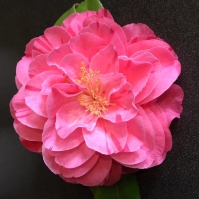 Lady Laura | American Camellia Society