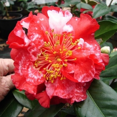 Lady Ruth Ritter Variegated | American Camellia Society