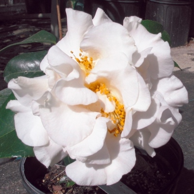 Laura Linker | American Camellia Society