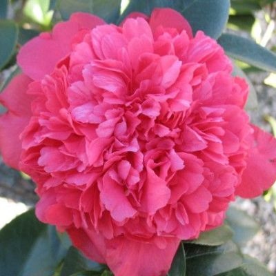 Laura Walker | American Camellia Society