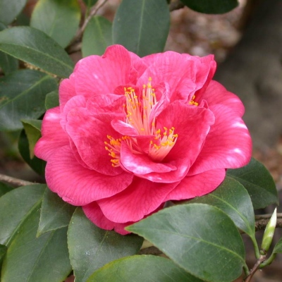Lawrence Walker Variegated | American Camellia Society