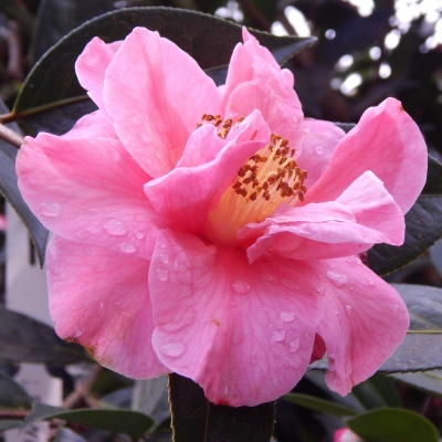 Leonard Messel | American Camellia Society