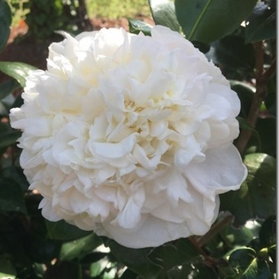 Leone Summerson | American Camellia Society