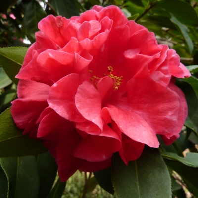 Lion Head (Shizitou) | American Camellia Society