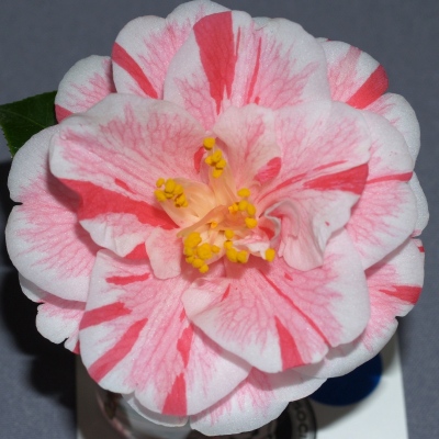 Little Too | American Camellia Society