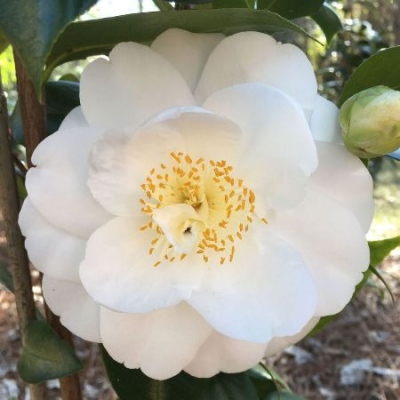 Lucille Davis | American Camellia Society