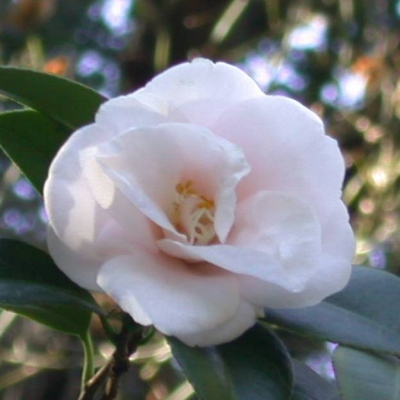 Lucy Hester | American Camellia Society