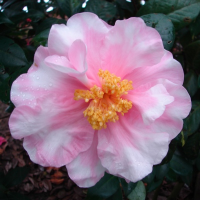 Meredith Green Variegated | American Camellia Society