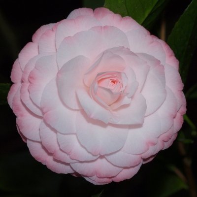 Miss Lillian | American Camellia Society