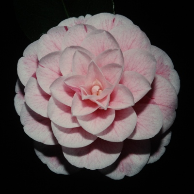 Miss Lucy | American Camellia Society