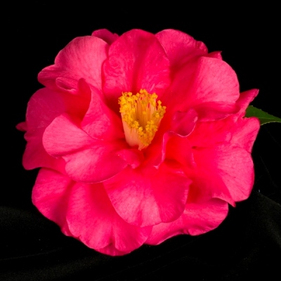 Miss Sally | American Camellia Society