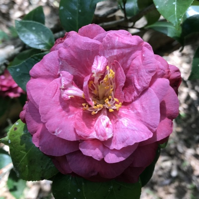 Mr. Terry Adams | American Camellia Society