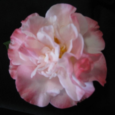 Mrs. George Bell | American Camellia Society