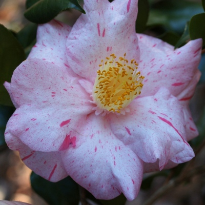 Nancy K | American Camellia Society