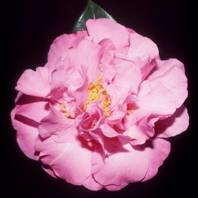 Neisha Gamlin | American Camellia Society