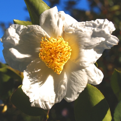 Northern Exposure | American Camellia Society