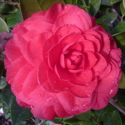 Nuccio's Bella Rossa | American Camellia Society