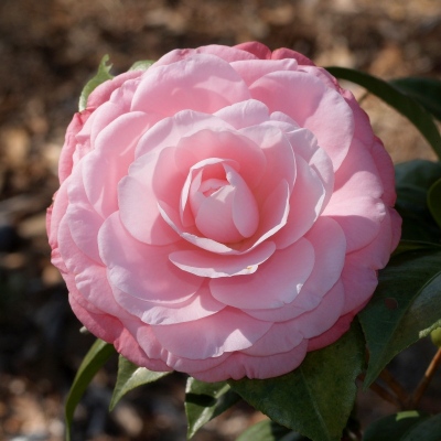 Nuccio's Cameo | American Camellia Society
