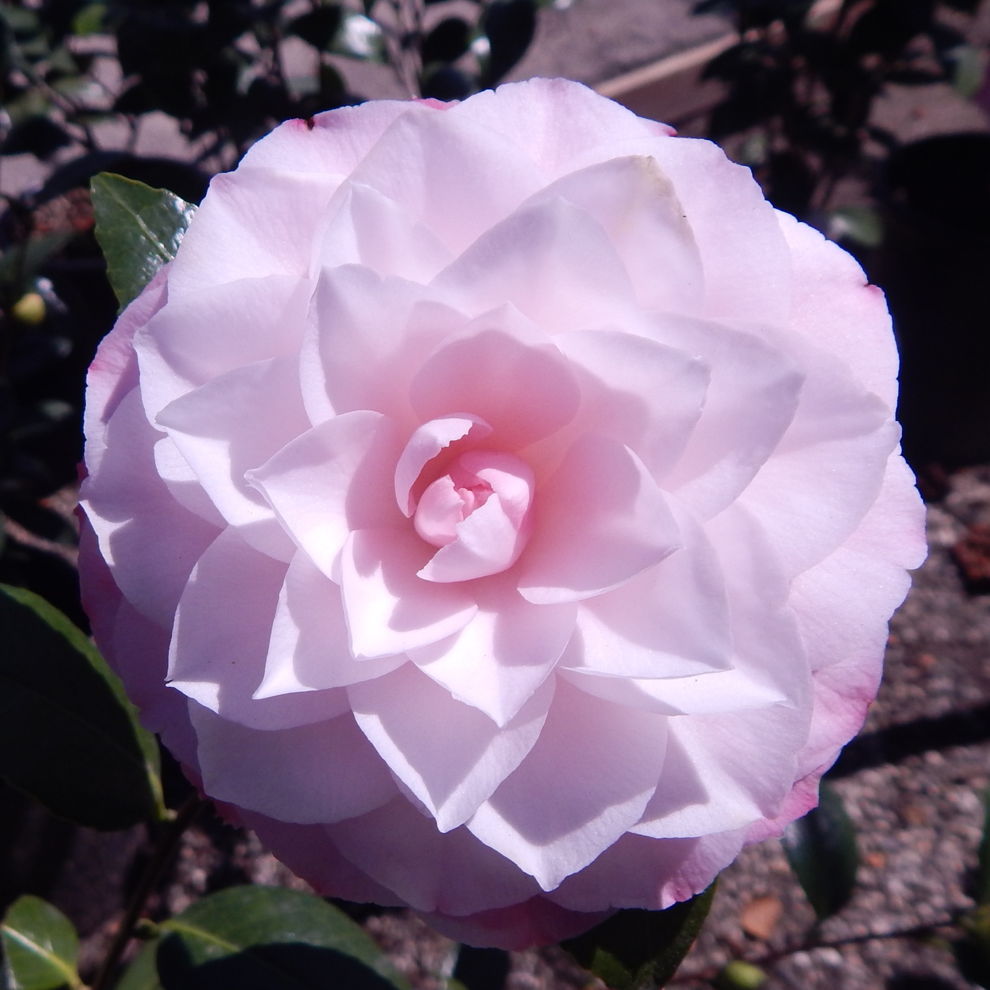 Nuccio's Pearl | American Camellia Society