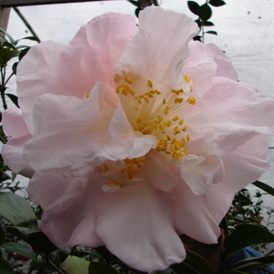 Nuccio's Pink Lace | American Camellia Society