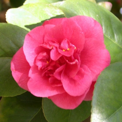 October Joy | American Camellia Society
