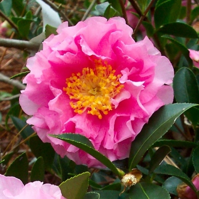 October Magic Carpet | American Camellia Society