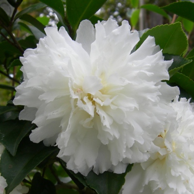 October Magic Ivory | American Camellia Society
