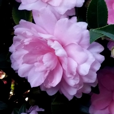 October Magic Pink Perplexion | American Camellia Society