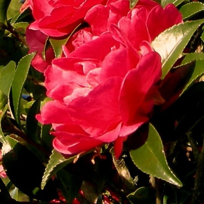 October Magic Rose | American Camellia Society