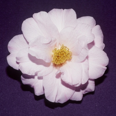Orchid Princess | American Camellia Society