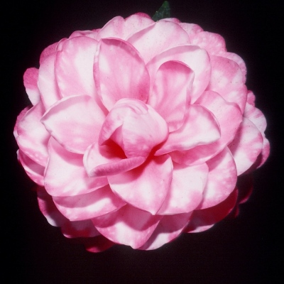 Paperchase Variegated | American Camellia Society