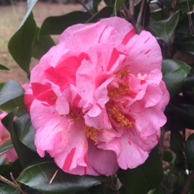 Patricia Hemingway | American Camellia Society
