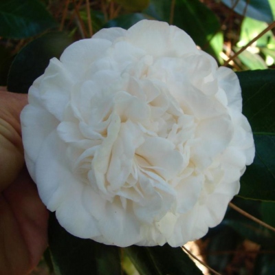 Peter Cottontail | American Camellia Society