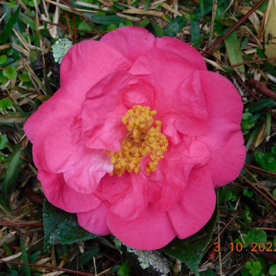 Pierre Howard | American Camellia Society