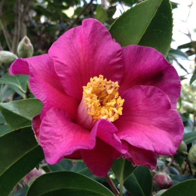 Purple Fire | American Camellia Society